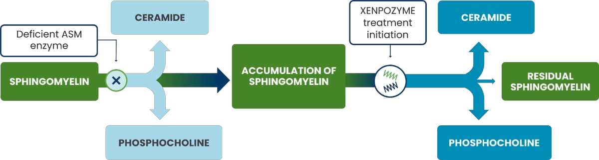 Dosing And Administration | XENPOZYME® (olipudase alfa-rpcp)
