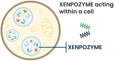 Mechanism Of Action | XENPOZYME® (olipudase alfa-rpcp)