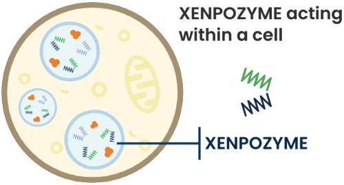 Mechanism Of Action | XENPOZYME® (olipudase alfa-rpcp)