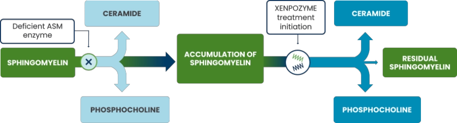 Dosing And Administration | XENPOZYME® (olipudase alfa-rpcp)